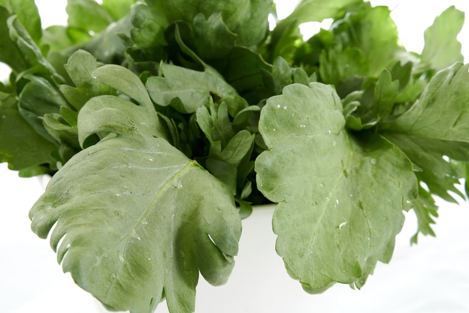 Tang Ho – GUANGZHOU HOT POT