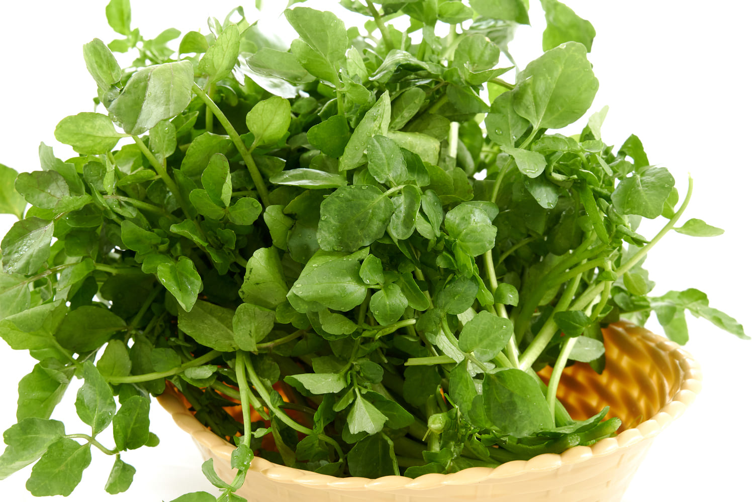 Watercress – GUANGZHOU HOT POT